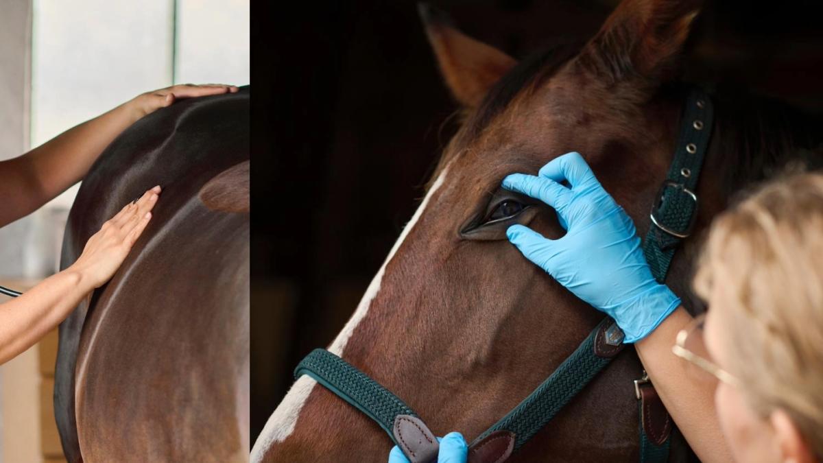 Understanding equine pain | Boehringer Ingelheim