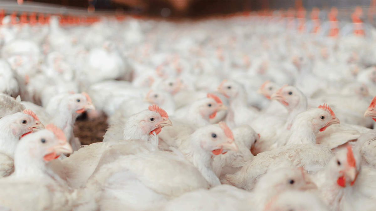 Influenza aviária: desafios e estratégias de prevenção | Boehringer ...
