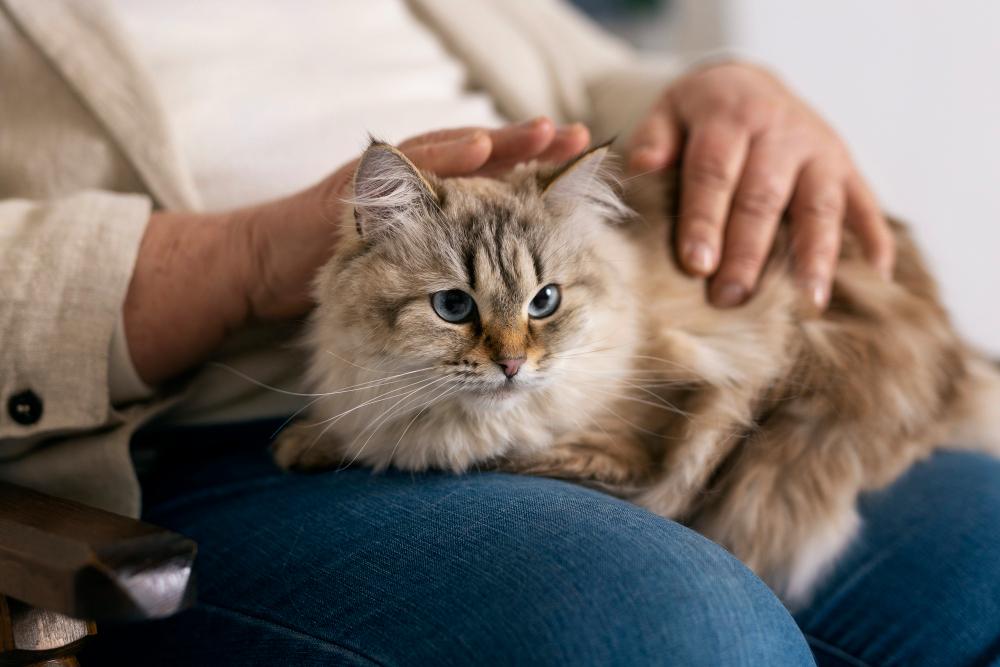 Doença Renal Crônica em gatos: sintomas e tratamento | Boehringer ...