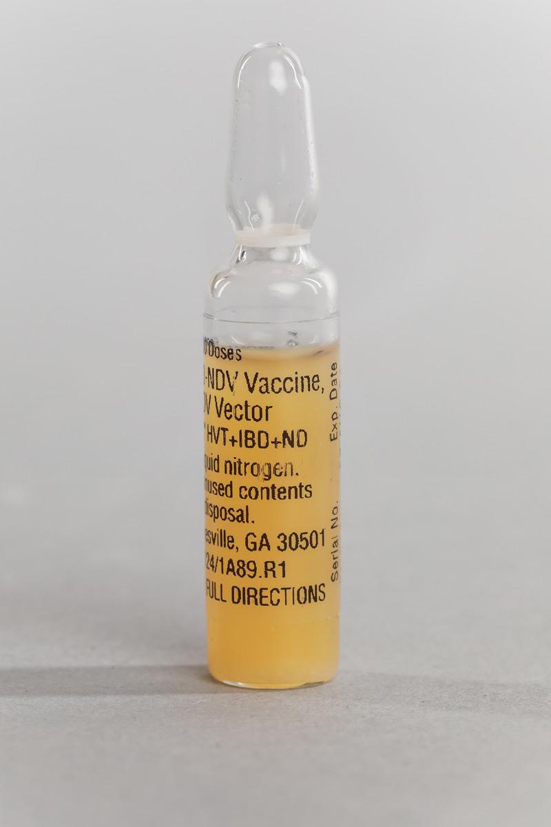 vaxxitek® hvt + ibd + nd | Boehringer Ingelheim