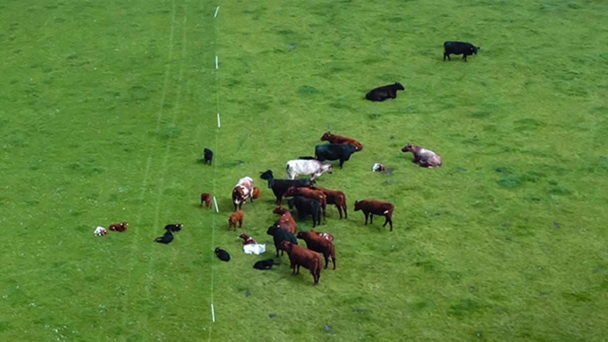Effective management practices for parasite control in cattle ...