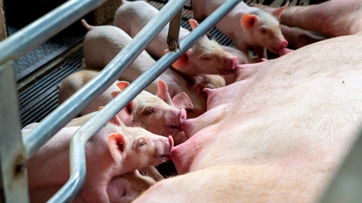 Reducing PCV2 Viremia in Neonatal Pigs Through Sow Mass Vaccination in ...