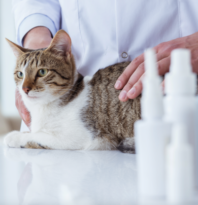 Boehringer Ingelheim et Invetx annoncent leur collaboration pour faire ...