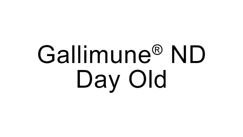 Gallimune® ND Day Old | Boehringer Ingelheim SA
