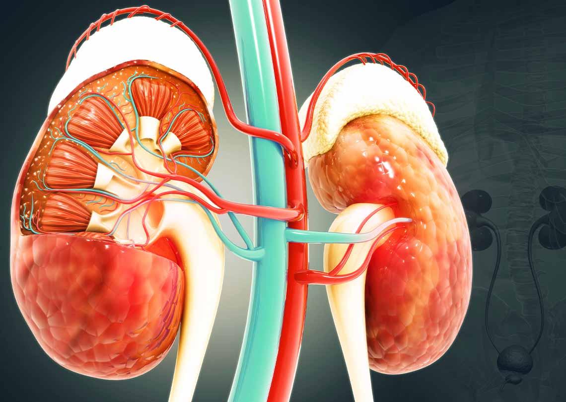 Promising Phase II Results in Chronic Kidney Disease | Boehringer ...