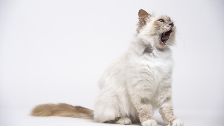 貓 Cat | Boehringer Ingelheim