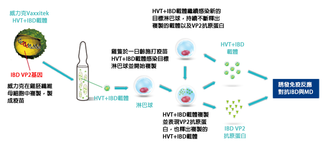 威力克 VAXXITEK HVT+IBD | Boehringer Ingelheim TW