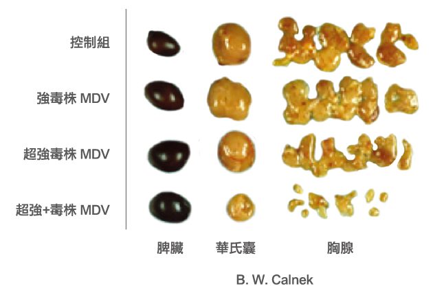 威力克 VAXXITEK HVT+IBD | Boehringer Ingelheim TW