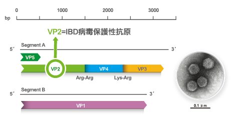 威力克 VAXXITEK HVT+IBD | Boehringer Ingelheim TW