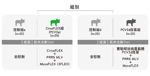 Ingelvac CircoFLEX 具交叉保護力：實驗一、以PCV2d進行攻毒... | Boehringer Ingelheim TW
