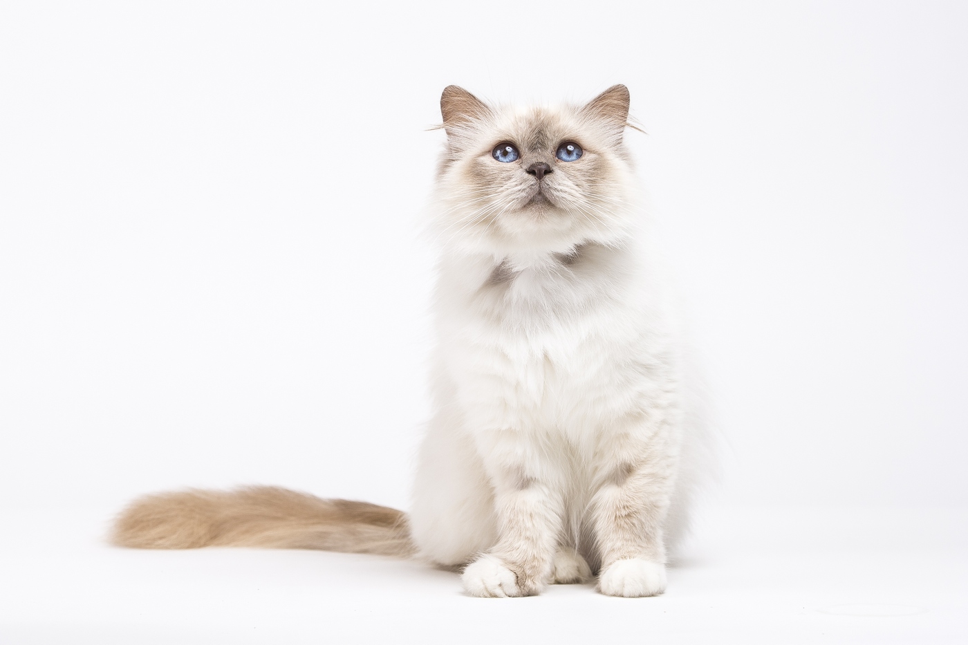 如何為貓咪安排疫苗計畫？