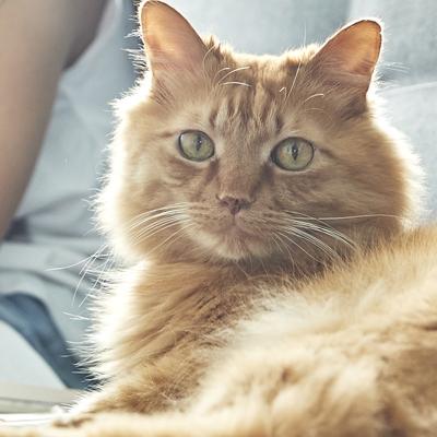 preventive care cat veterinarian | Boehringer Ingelheim