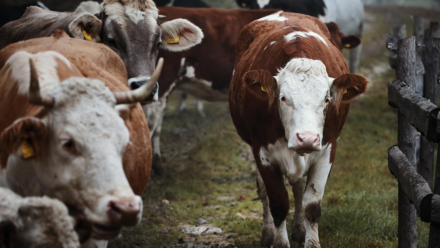 Cattle well-being at farms’ core | Boehringer Ingelheim