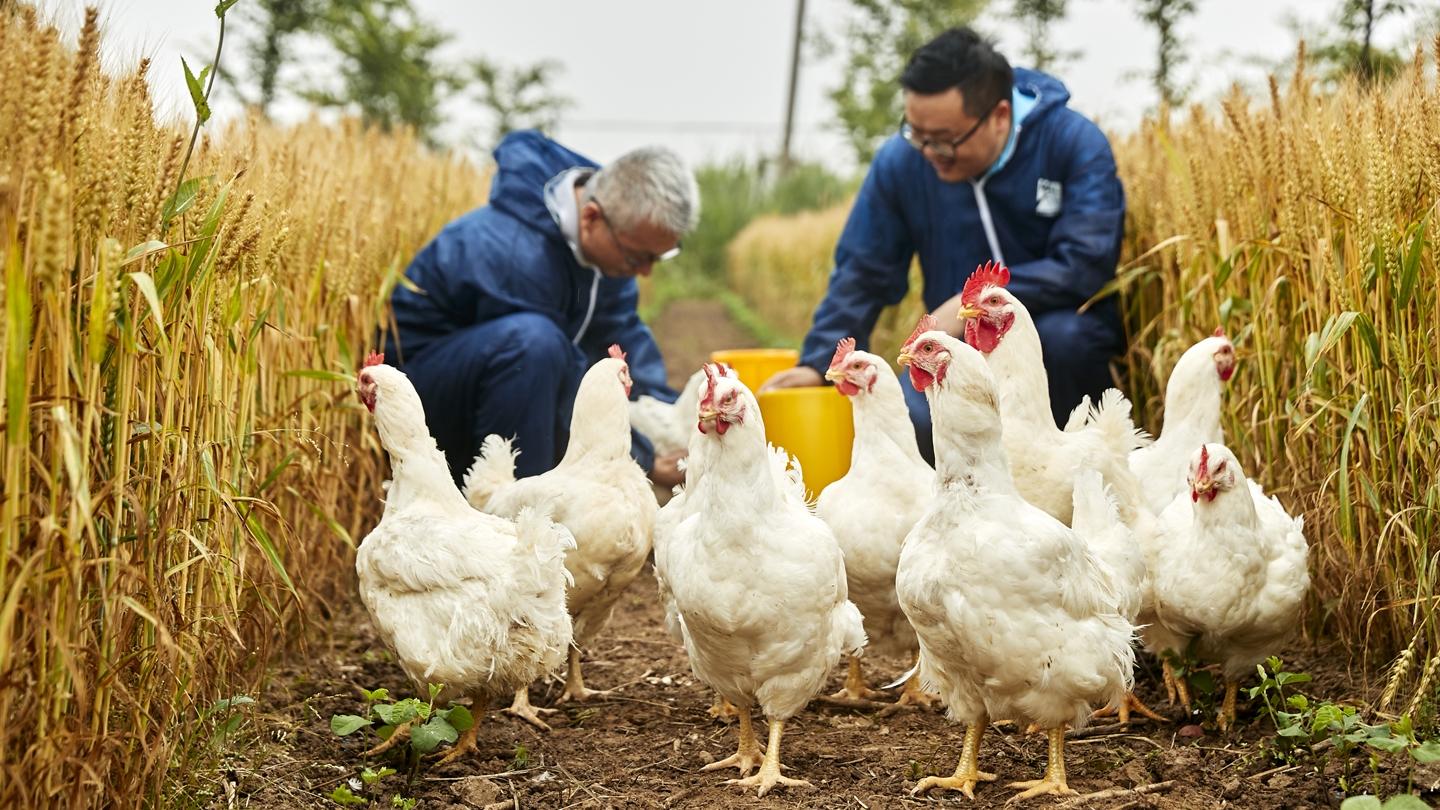 Poultry Health & Well-being | Boehringer Ingelheim UK