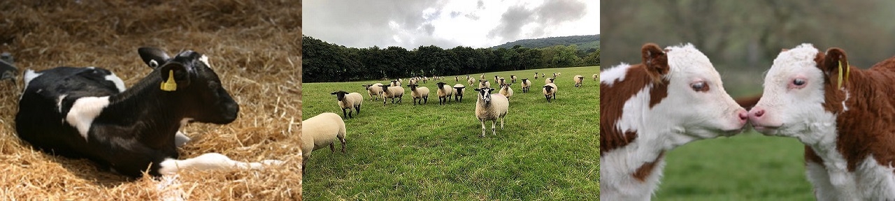 Ruminant Product Information | Boehringer Ingelheim UK