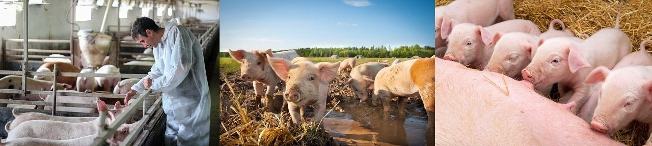 Swine Product Information | Boehringer Ingelheim UK