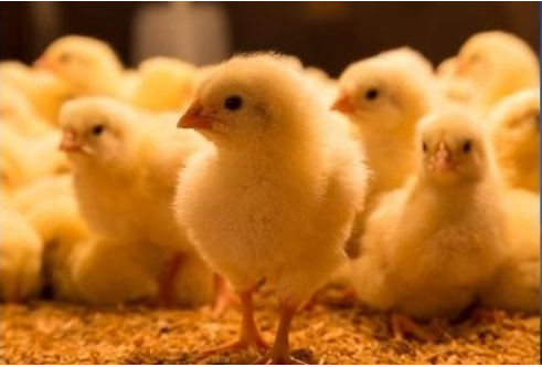 Animal Health Products | Boehringer Ingelheim UK