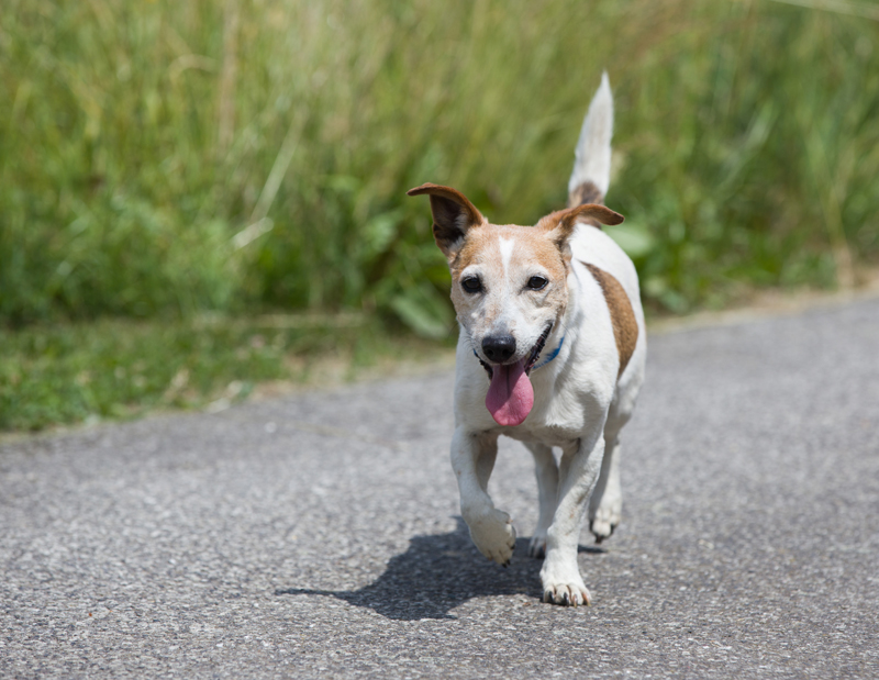 Canine Lyme Disease: What You Need to Know | Boehringer Ingelheim US