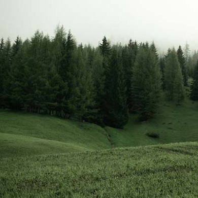 Planting Trees to Care for the Environment | BI US