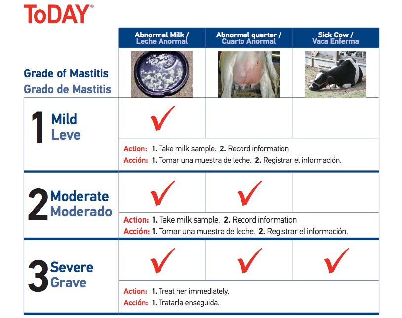 Protocols to Trim Mastitis in your Herd | Boehringer Ingelheim US