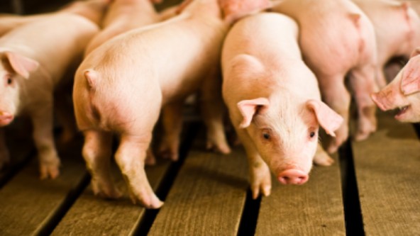 Livestock: Swine Vaccines & Medicine | Boehringer Ingelheim US