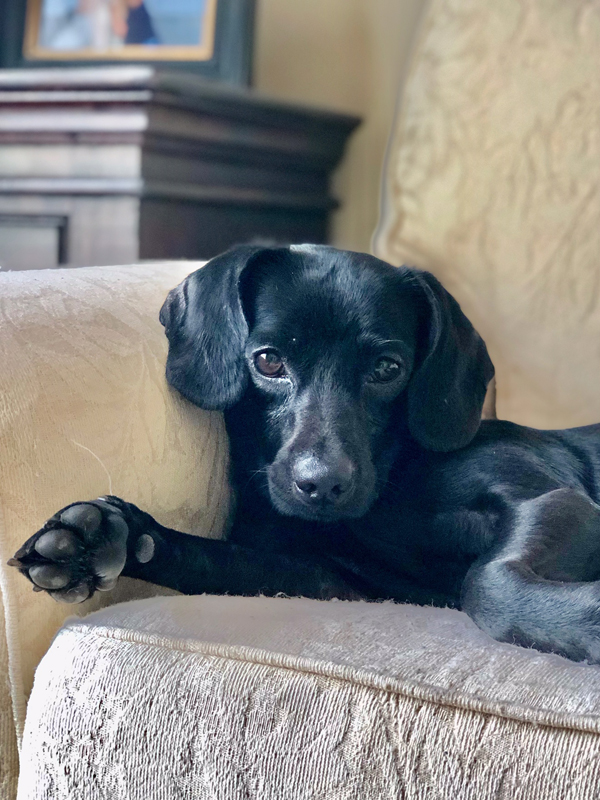 Employees Provide ‘Shelter-In-Place’ for Pets | Boehringer Ingelheim US