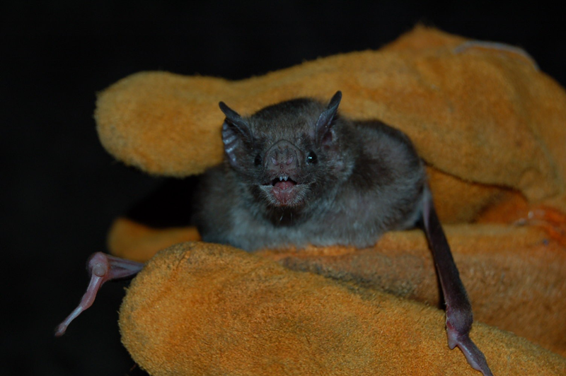 Vampire Bats & Rabies: A Potential New Threat | Boehringer Ingelheim US