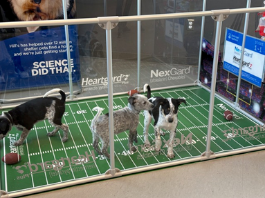 Shelter Bowl: These pets looking for a new home were the big winners | Boehringer Ingelheim US