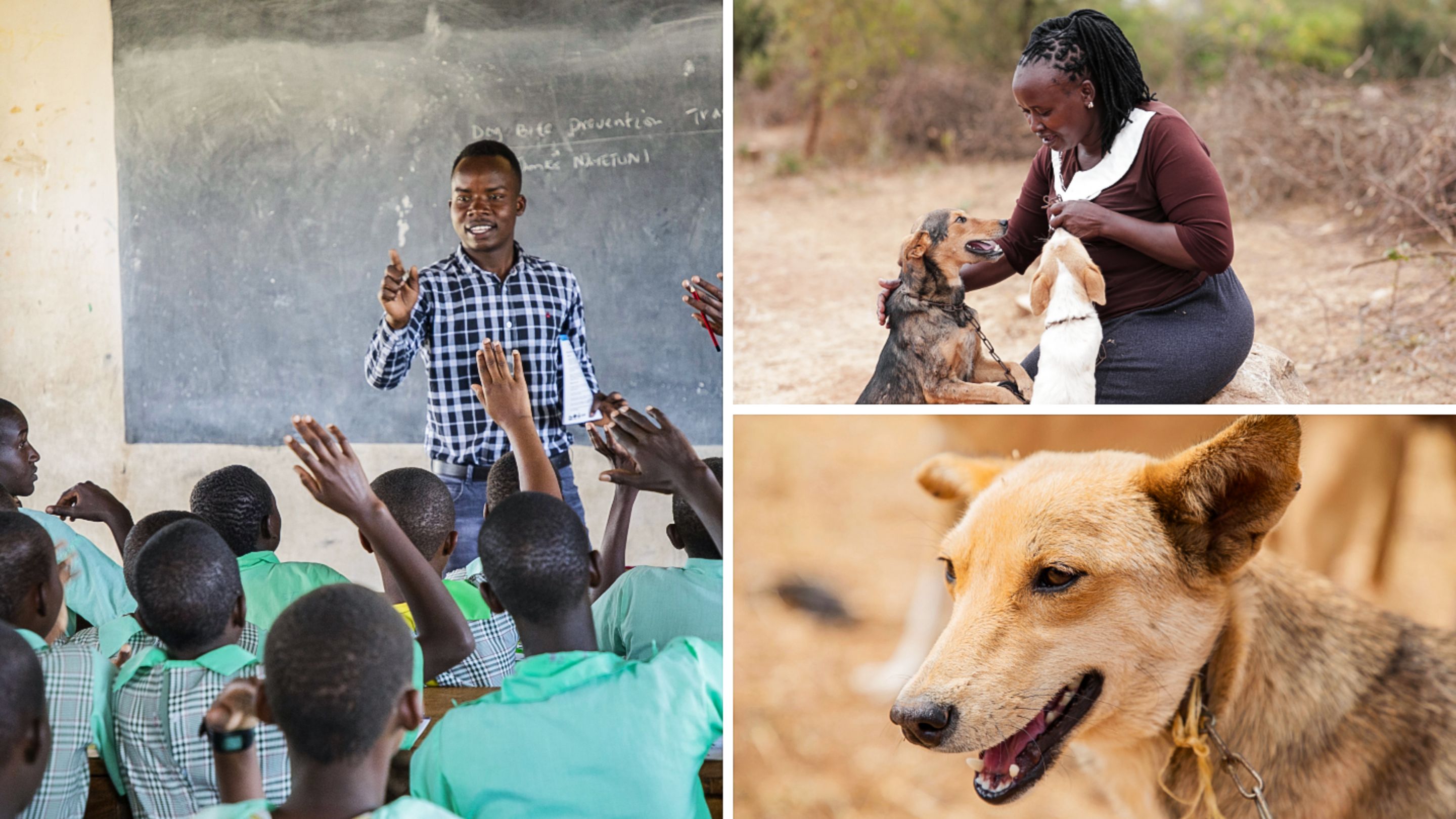 Moving towards a rabies-free world | Imagine | Boehringer Ingelheim