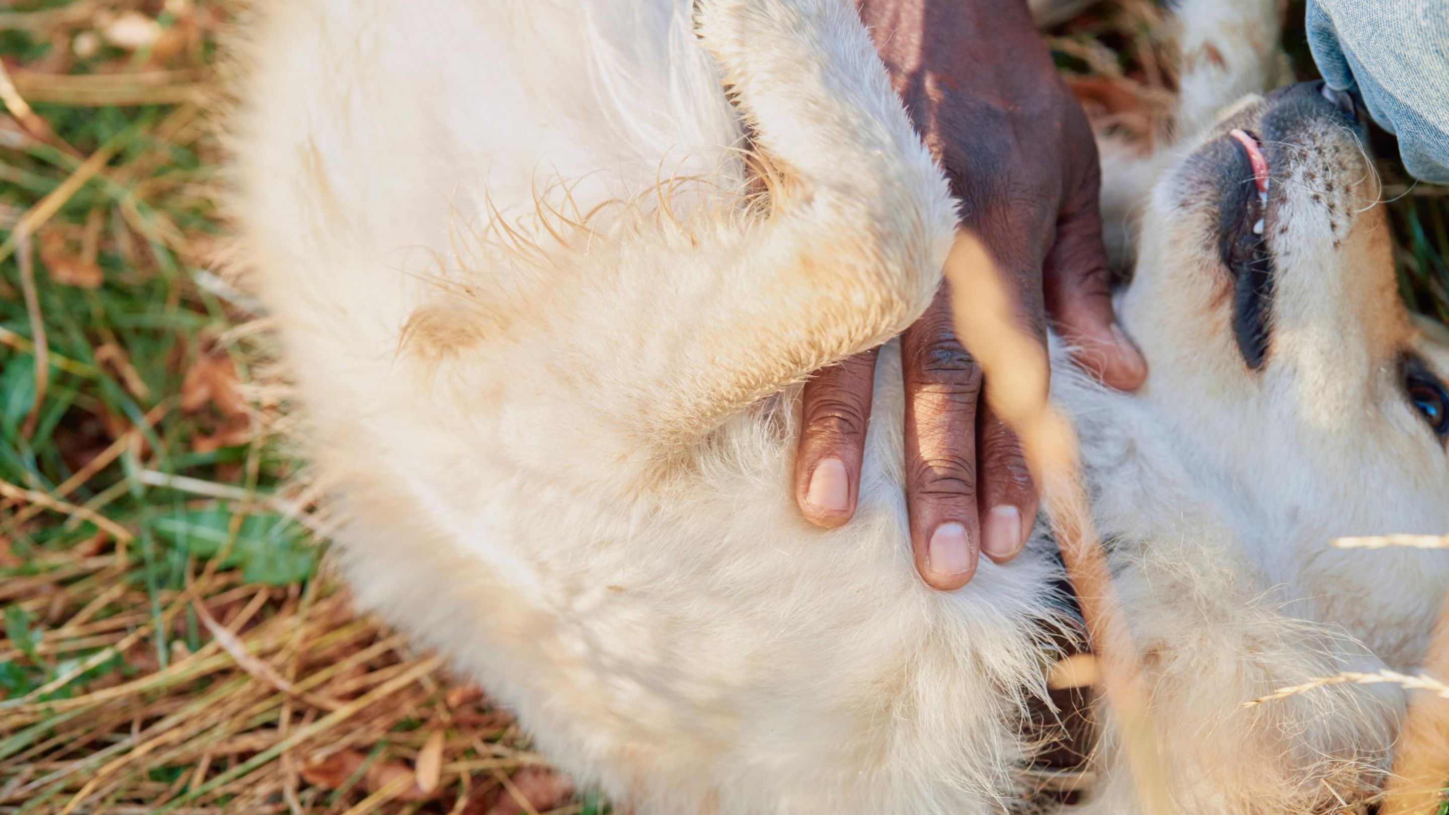 Moving towards a rabies-free world | Imagine | Boehringer Ingelheim